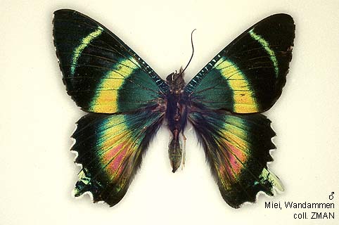 Papua Insects Foundation (Lepidoptera/Uraniidae/Uraniinae/Alcides metaurus)